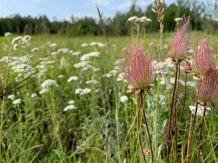 Cahill Lab – University of Alberta